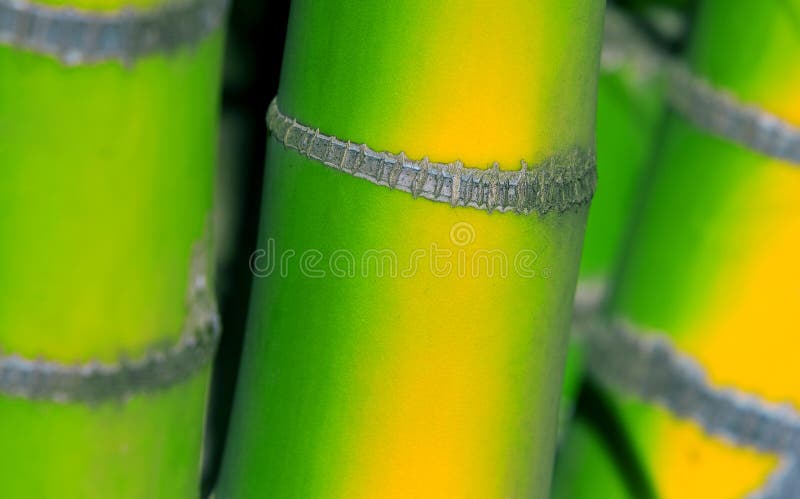 Bambu do zen foto de stock. Imagem de ciano, jardim, verde - 9292288