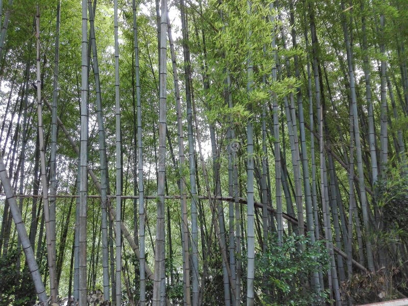 Bambu forest stock image. Image of ikoma, forest, japan - 95656787