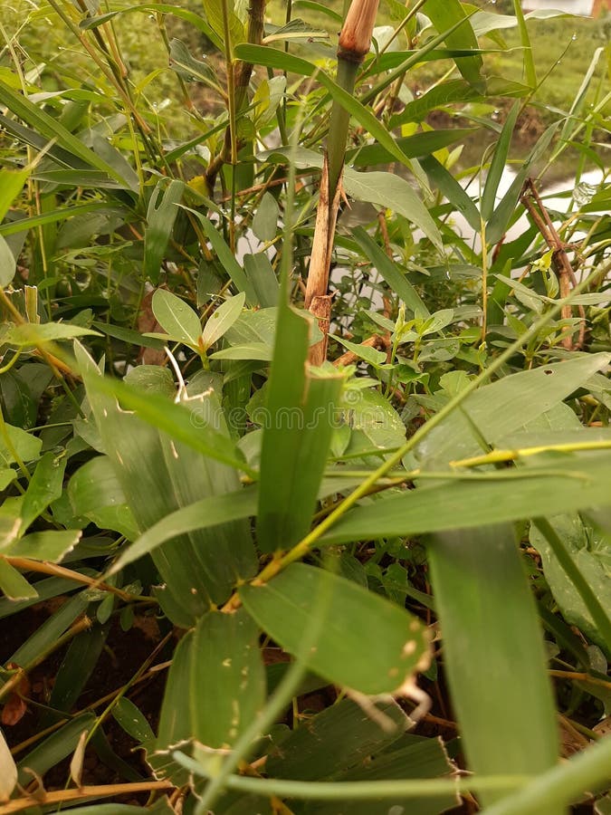 Bambu stock photo. Image of forest, nature, produce - 198760342