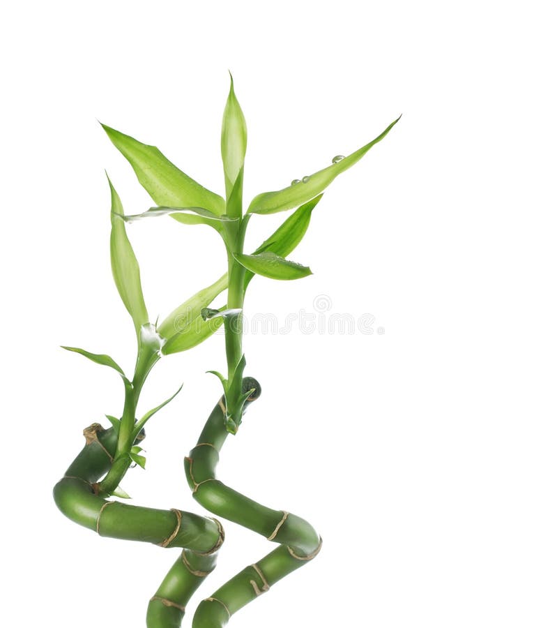 Bambu isolado no branco imagem de stock. Imagem de botânica - 24104873