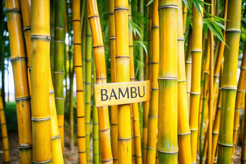 Bambu Kuning Bamboo Cultivated Plant Stock Illustration - Illustration ...