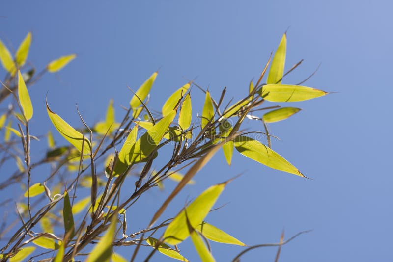 Bambu Leaves stock image. Image of close, autumn, flora - 18713567