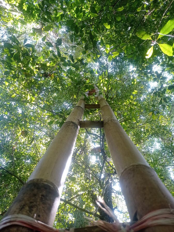 Bambu Tool for Picking Cloves Stock Image - Image of picking, bambu ...
