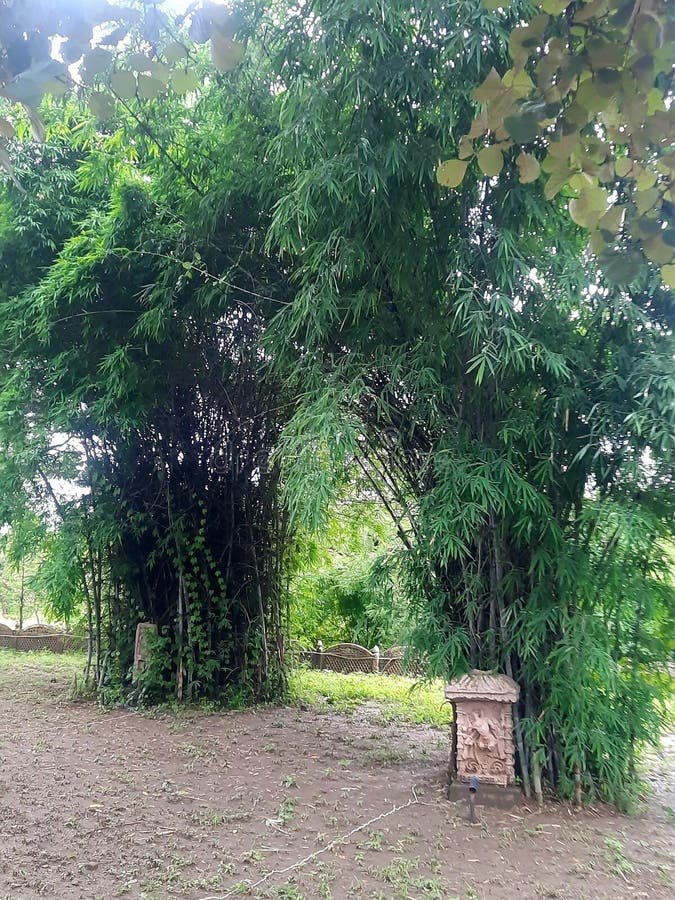 Bambu Tree Natural Greenery Stock Photo - Image of tree, natural: 332387130