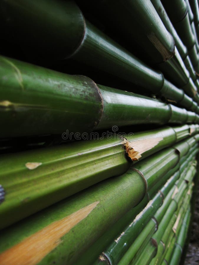 Bambuk Tree Stock Photos - Free & Royalty-Free Stock Photos from Dreamstime