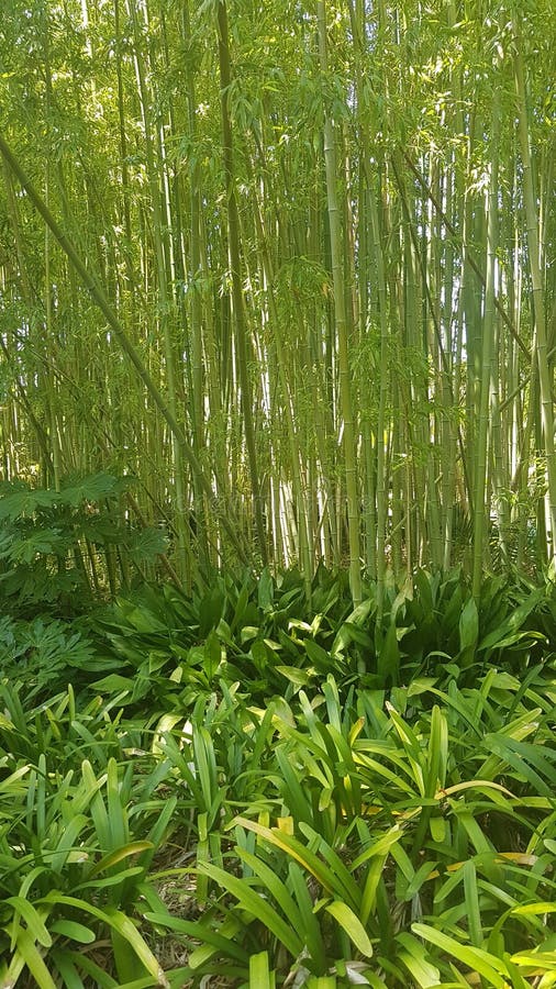 Bambuk tree Spain stock image. Image of produce, garden - 205658487