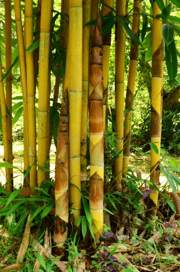 Bambusa vulgaris stock photo. Image of tropical, green - 251237772