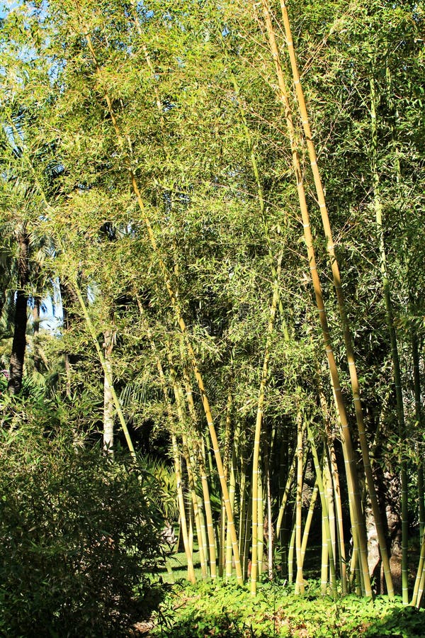 Bambusoideae Green Bamboo Trunks Stock Image - Image of relax, spirit ...