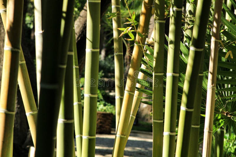 Bambusoideae Green Bamboo Trunks Stock Image - Image of root, plant ...