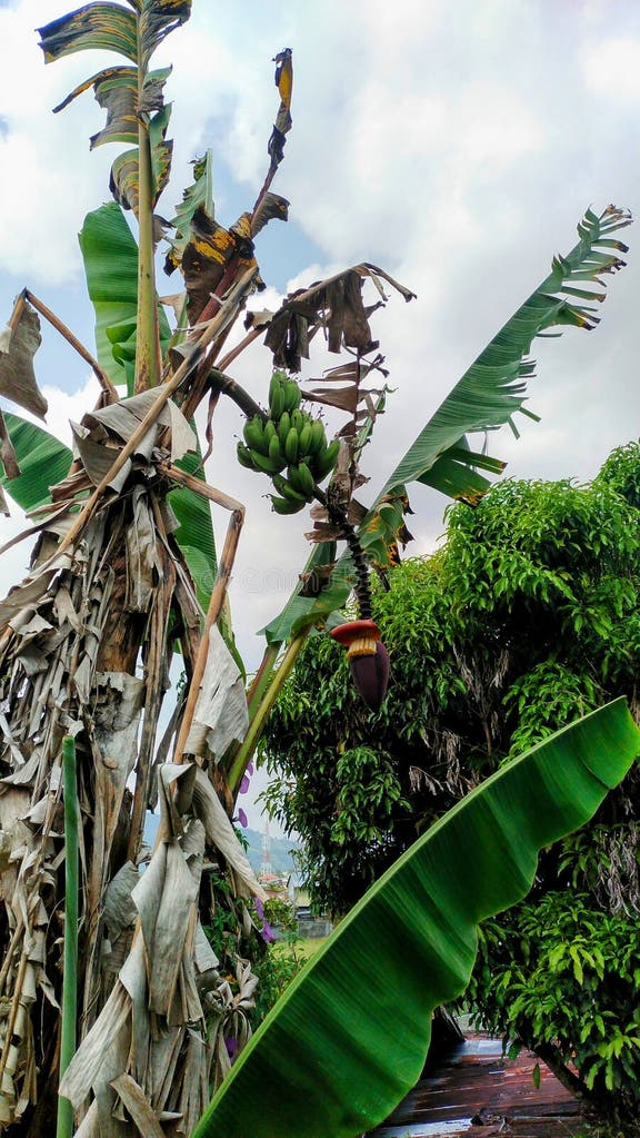 Banana Tree in the Garden stock photo. Image of tree - 275408322