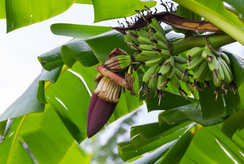Banaanbloem En Bos Van Bananen Rode Banaanbloesem Op Een Banaanboom ...