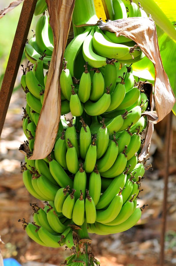 Drzewo bananowe obraz stock. Obraz złożonej z rolnictwo - 723149