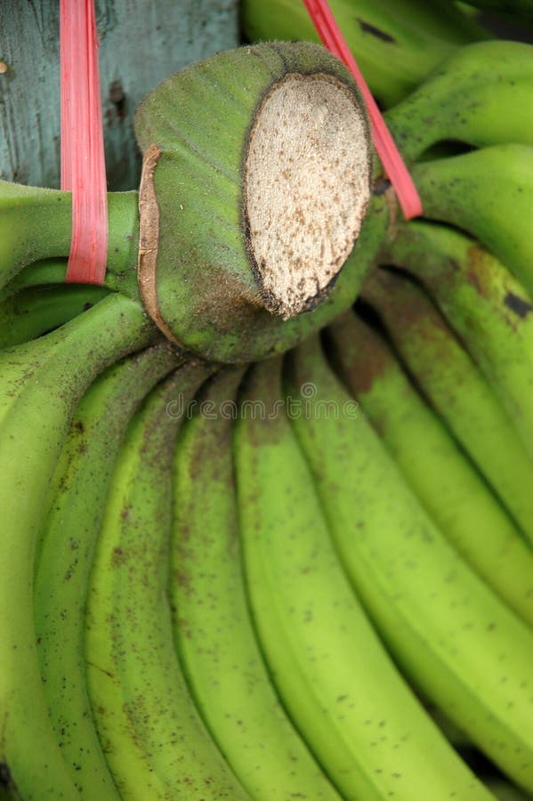 Banana stock photo. Image of matoke, yellow, tropical - 11094258