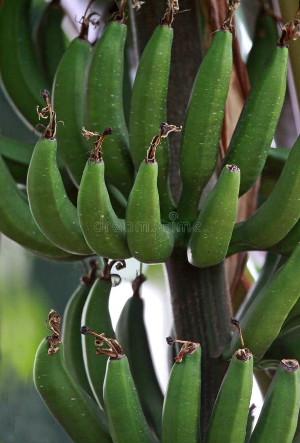Banana stock image. Image of ripe, banana, field, tree - 16413429