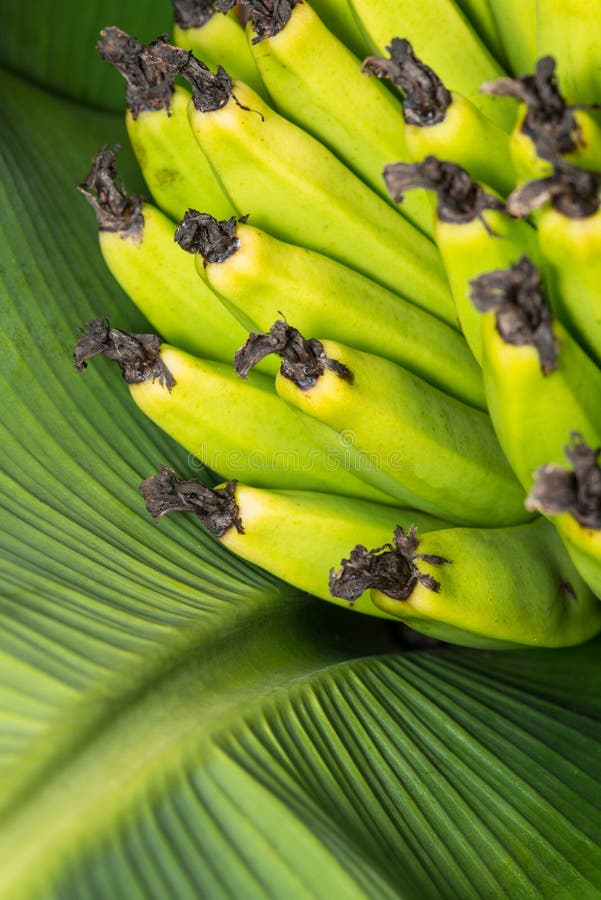 Organic Banana Plantation stock photo. Image of farm - 15045742