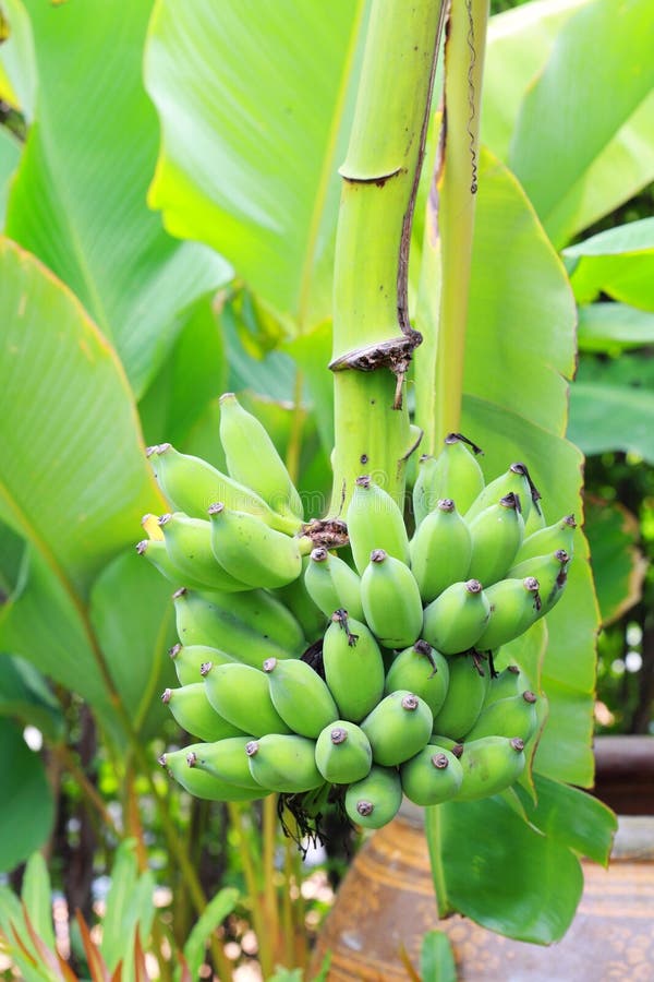 A Lot of Matoke Banana Bunches, Traditional East African Food, Stacked ...