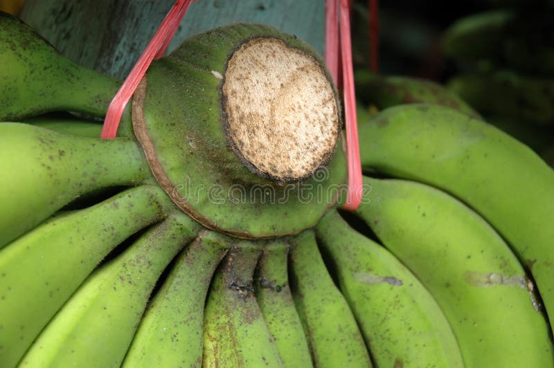 Banana stock image. Image of uncooked, exotic, isolated - 7259245