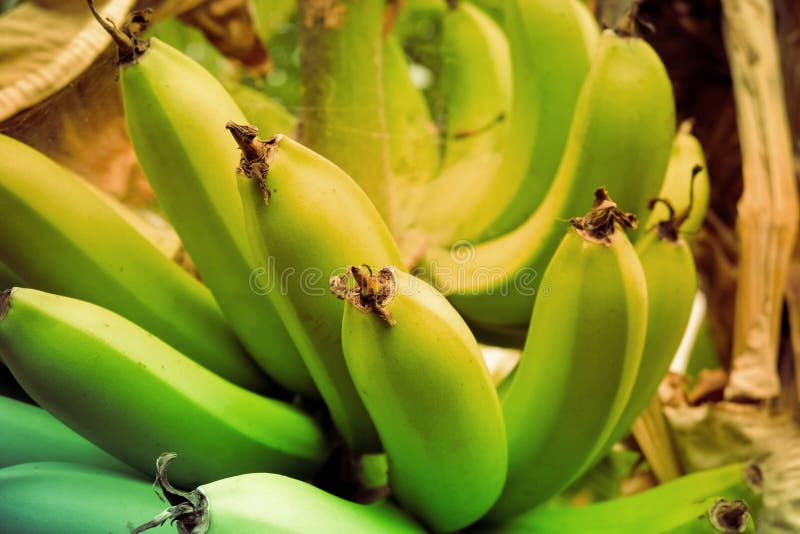 Banana immagine stock. Immagine di mezzo, gruppo, taglio - 91631561