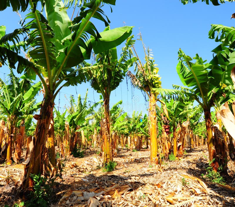 Banana farm stock image. Image of group, climate, jungle - 71391813