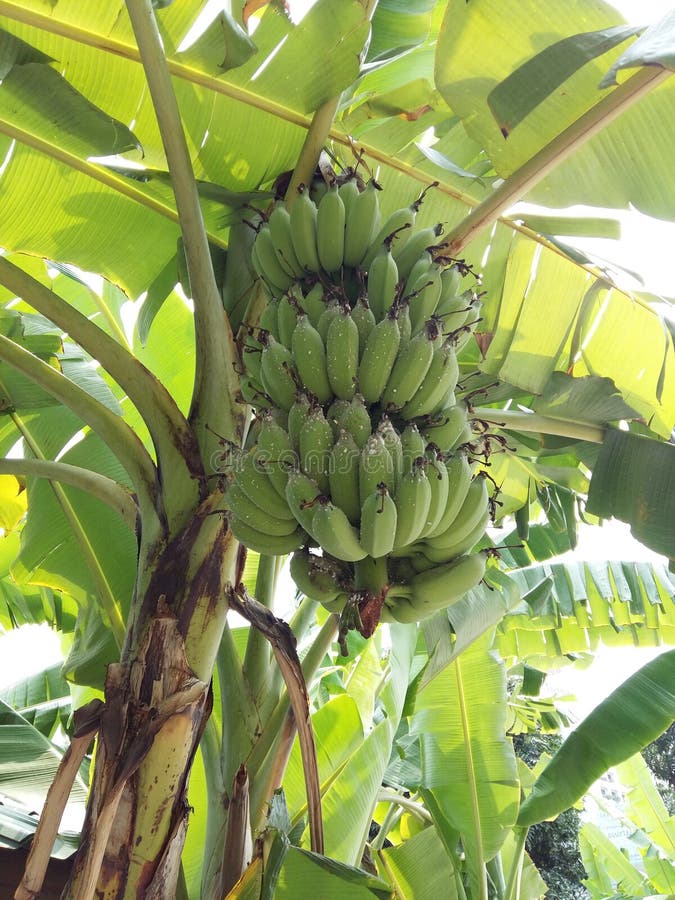 Babana Tree in the Garden. Green Raw Organic Banana Cluster Hanging ...