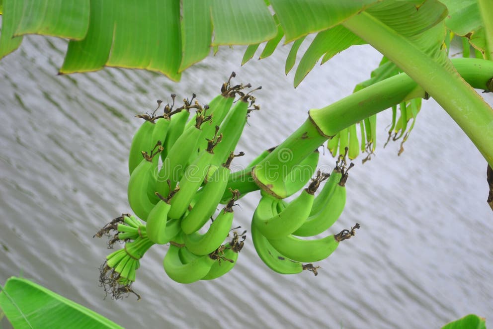 Banana stock photo. Image of banana, food, fruit, colour - 80084254
