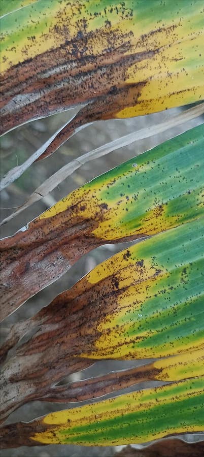 Banana, Black Leaf Streak & X28;Black Sigatoka& X29;? Stock Photo ...