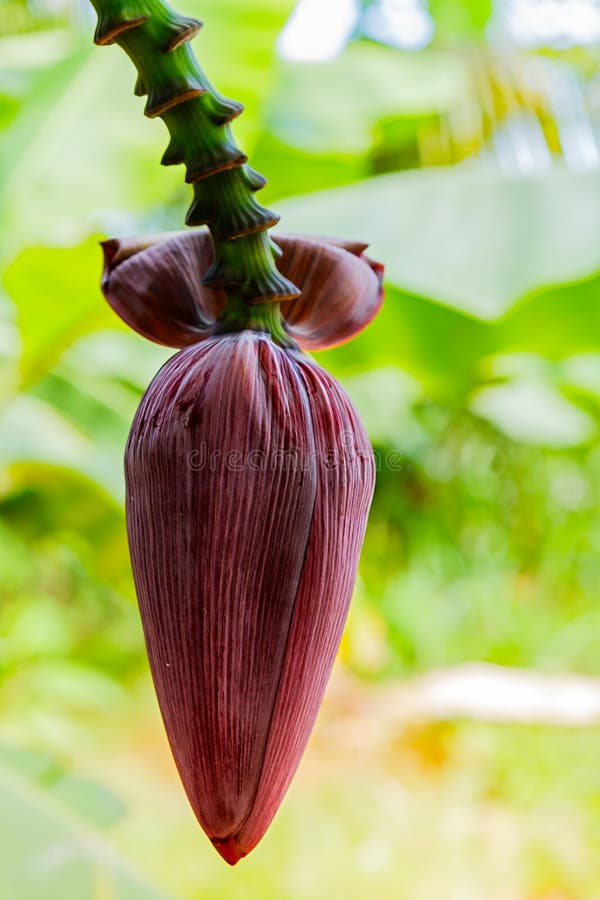 Banana Tree Bloom stock image. Image of detail, blue, tree - 6419301