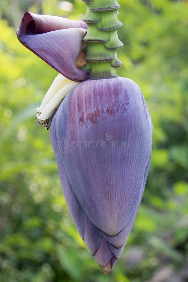 Banana blossom stock image. Image of outdoor, agriculture - 28567675