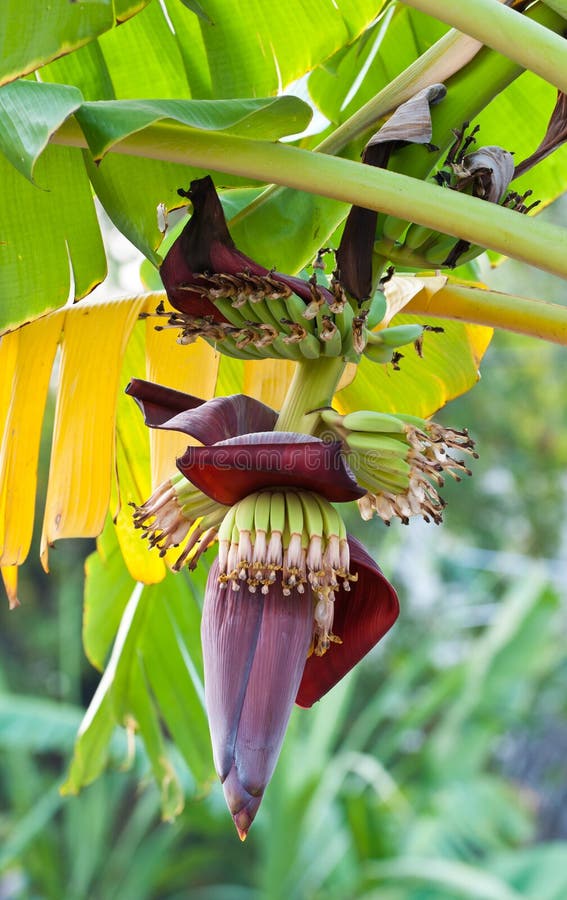 Banana blossom stock image. Image of agriculture, peel - 29622397