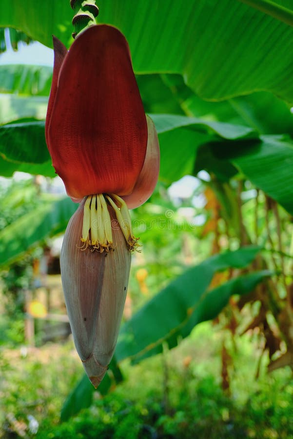 Banana blossom stock image. Image of garden, blossom - 177174911