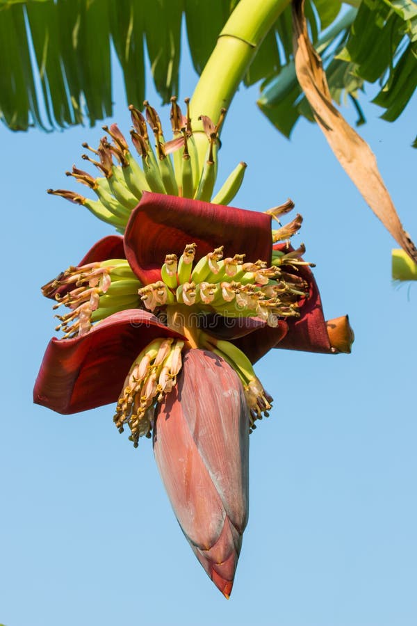 Banana blossom stock image. Image of plant, grow, healthy - 52175999