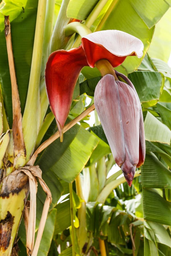 Banana blossom stock photo. Image of fresh, healthy, outdoor - 32553154