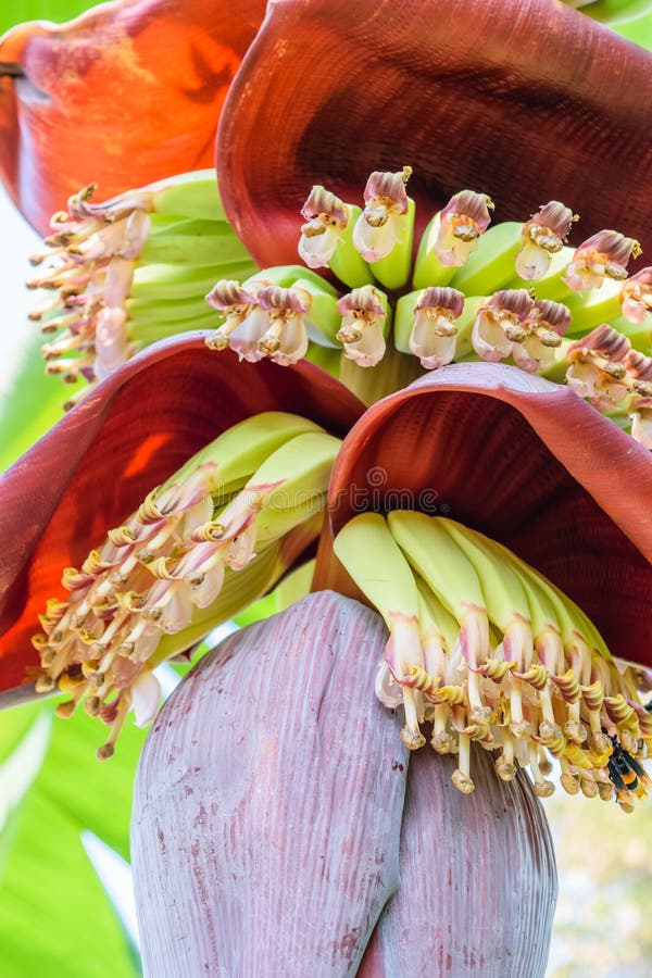 Banana blossom on tree stock photo. Image of perennial - 88469360