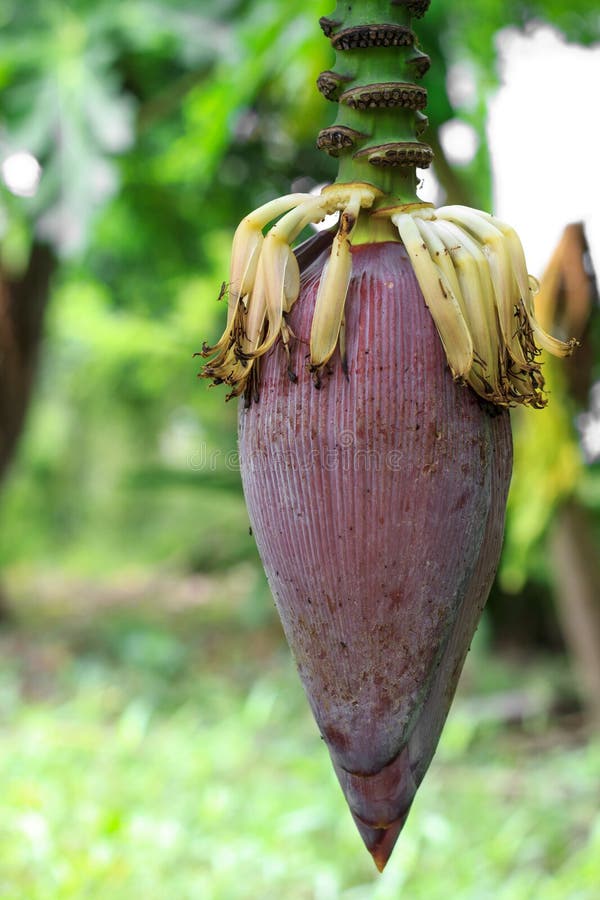 Banana blossom stock image. Image of bloom, healthy, farm - 34276667