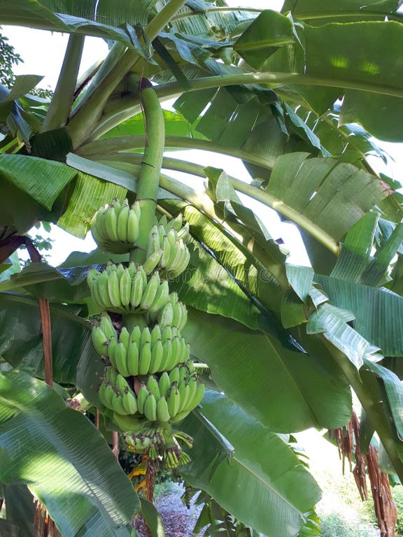 Banana stock image. Image of bundle, bananaleaf, cookedbanana - 132308519