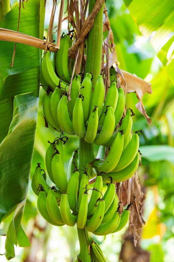 Banana bunch close up stock image. Image of banana, beautiful - 323257671
