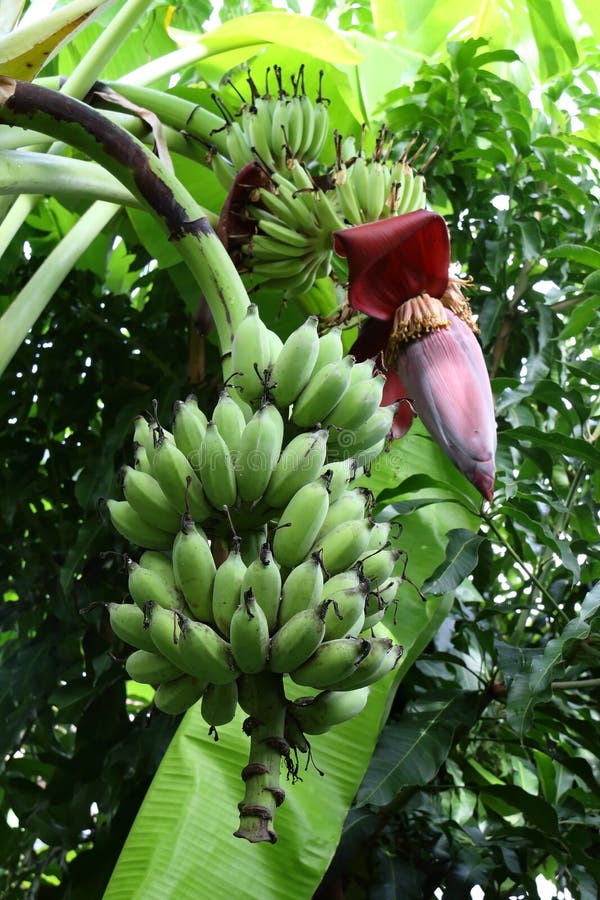 Banana bunch 3 stock photo. Image of outdoors, green - 258519496