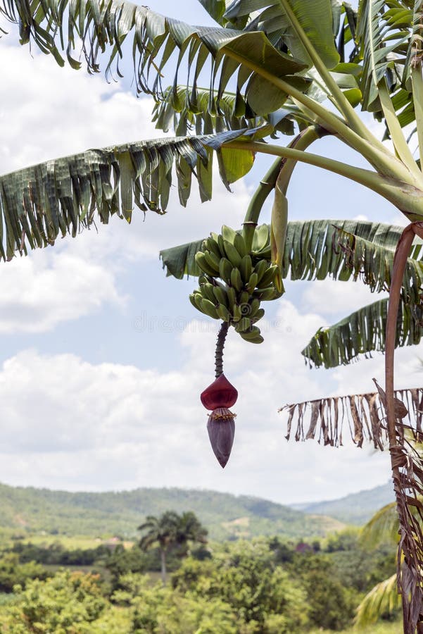Banana bunch stock image. Image of plant, plantain, banana - 40829117