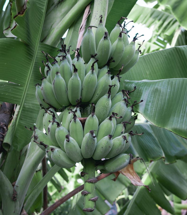 Banana Bunch on Banana Tree Stock Photo - Image of branch, plant: 374411658