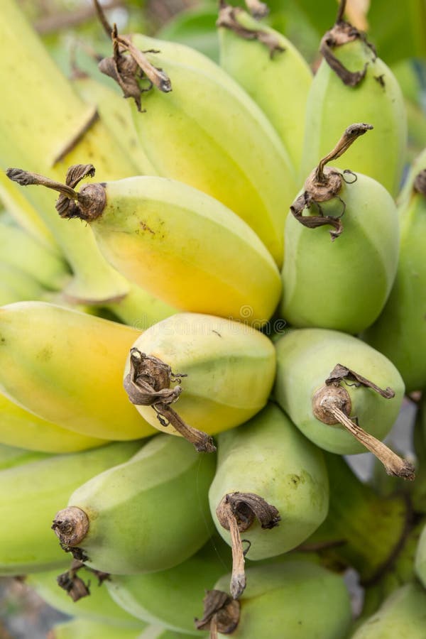 Banana stock photo. Image of ripe, object, nature, diet - 36268274
