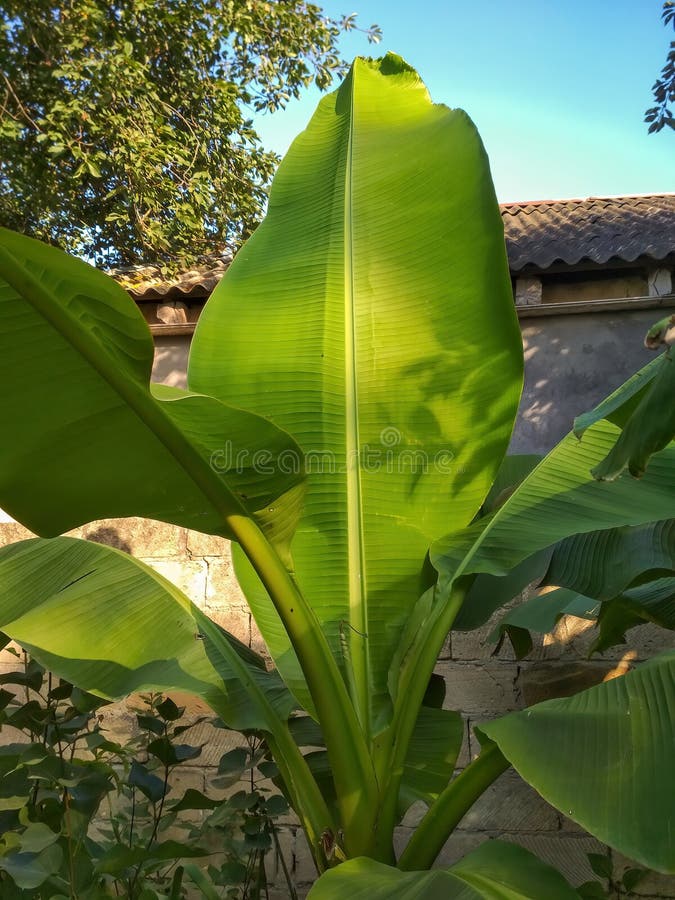 Banana bush in the garden stock image. Image of farmland - 258524549