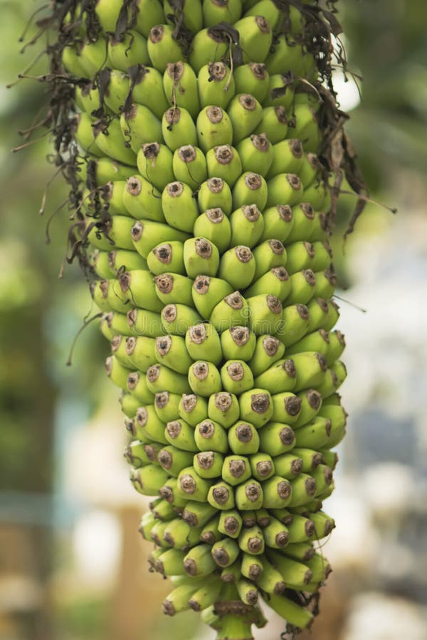 Banana stock photo. Image of chain, east, green, fruit - 55797154