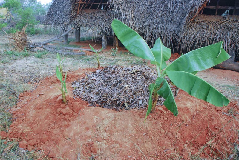 370 Compost Pit Stock Photos - Free & Royalty-Free Stock Photos from ...