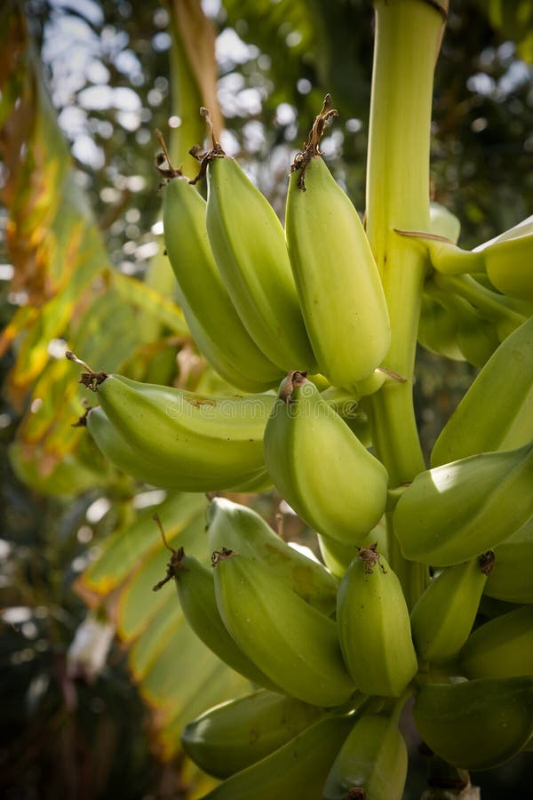 Bananas stock photo. Image of cluster, tropical, fruits - 23746768