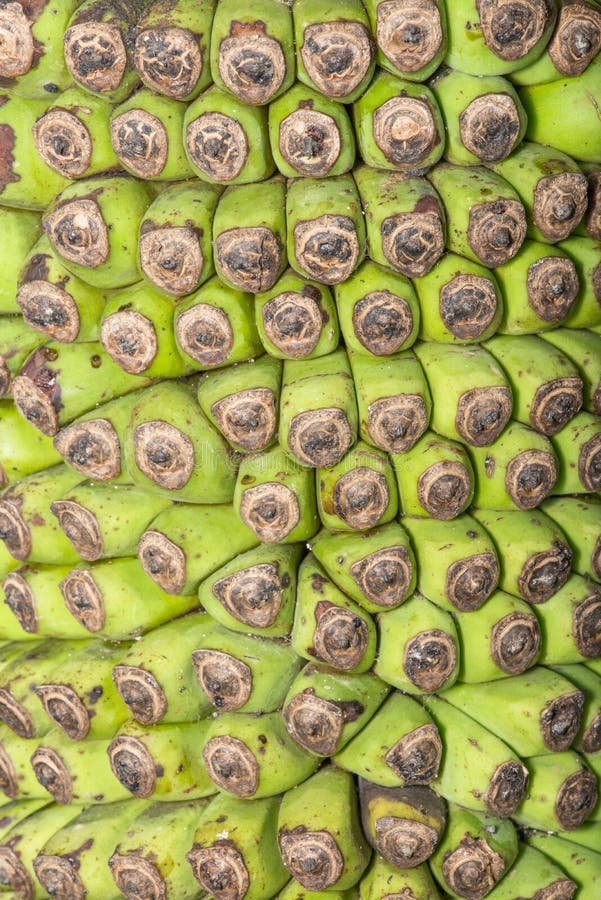 Organic Banana Plantation stock photo. Image of farm - 15045742