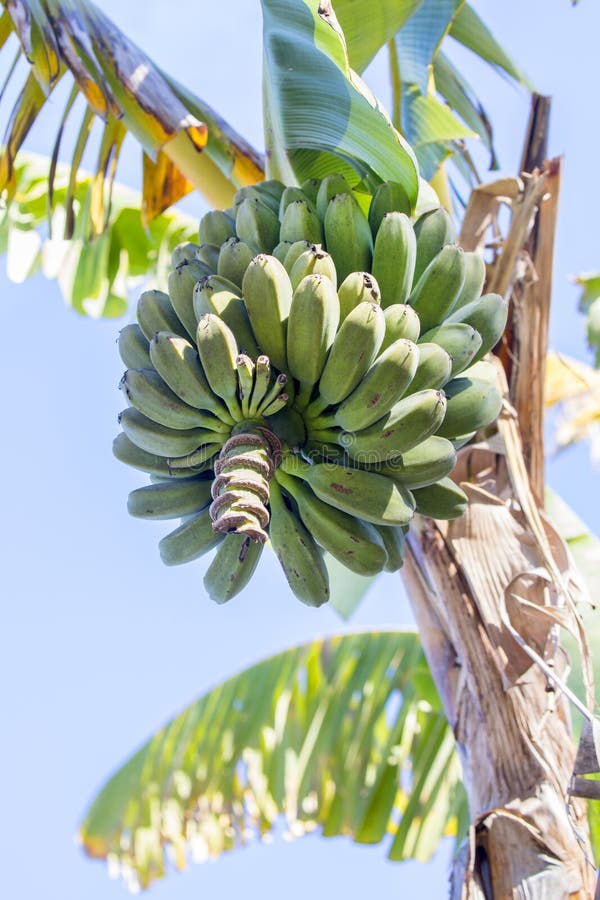 Banana Cluster stock image. Image of bunch, nature, growth - 110635295