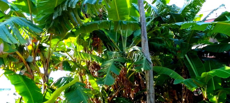 Banana Crop Growing in a Farm Stock Photo - Image of farm, healthy ...