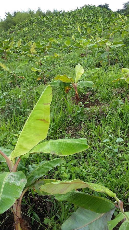 Bottom view of the croo stock photo. Image of croo, banana - 106987168