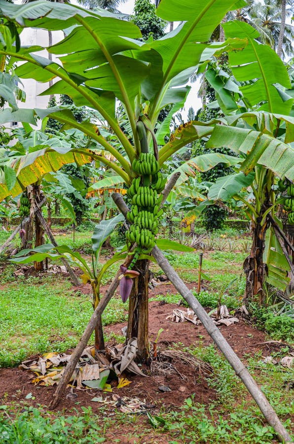 Banana cultivation stock photo. Image of green, farm - 329953962