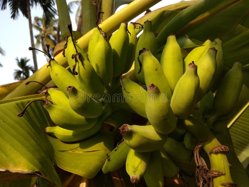 Banana Shoots Are Sprouting And Sapling Of Coconut Stock Photo - Image ...